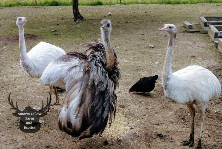 Raising Rhea Birds to Diversify - Backyard Poultry